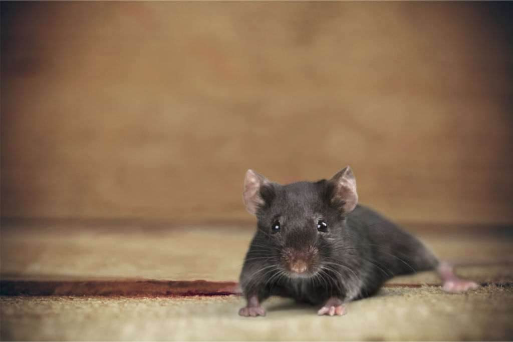 Rodent Removal & Mouse Pest Control Services