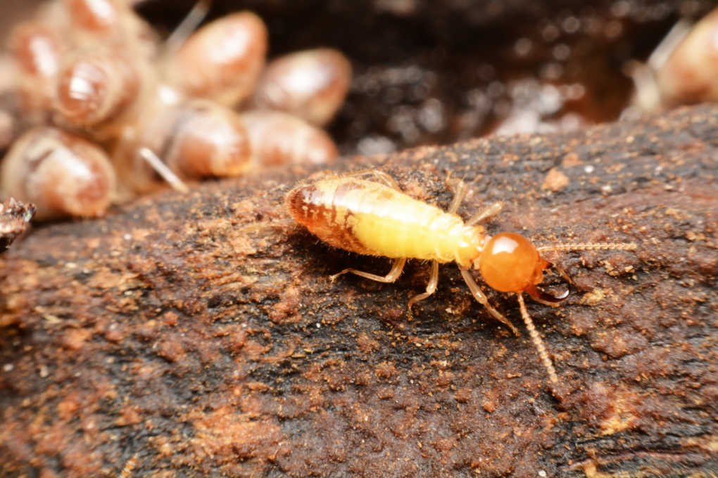 What should I do if I see termites at my home?